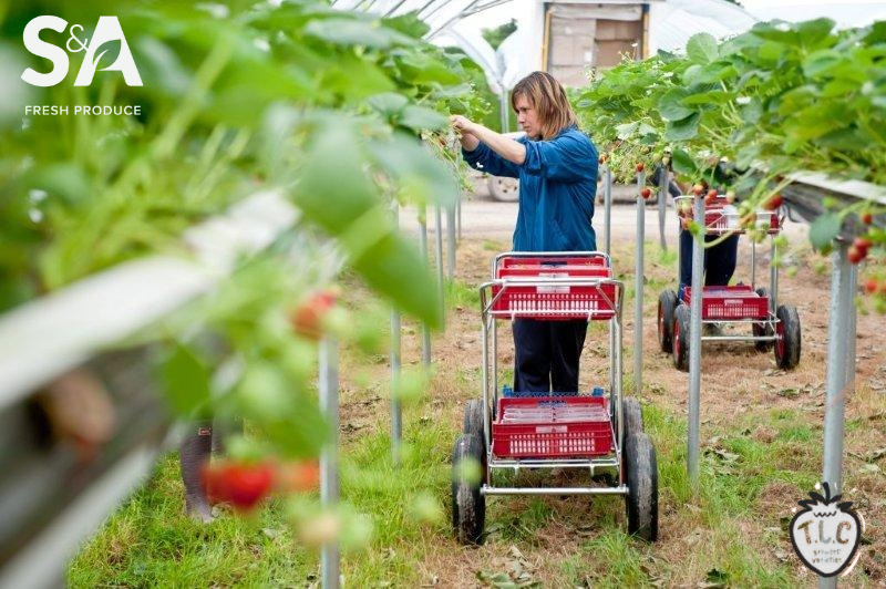 TLC: New Gen Programme - Mind-Gap